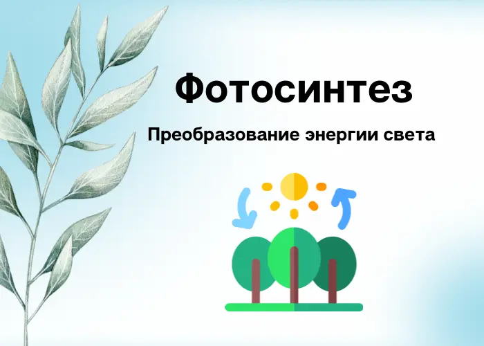 Фотосинтез у растений, как фотосинтетическая реакция